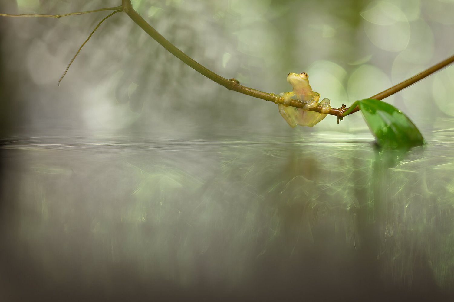 PHOTO SPOTLIGHT | The Magic of Glass Frogs — Deep Green Photography