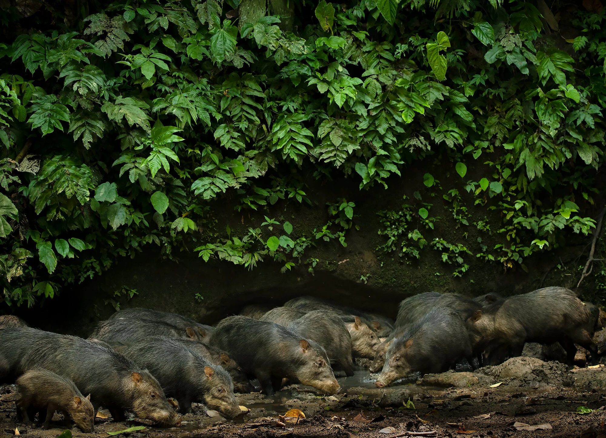 PHOTO LIFE | Photographing the Biodiversity of Ecuador — Deep Green ...