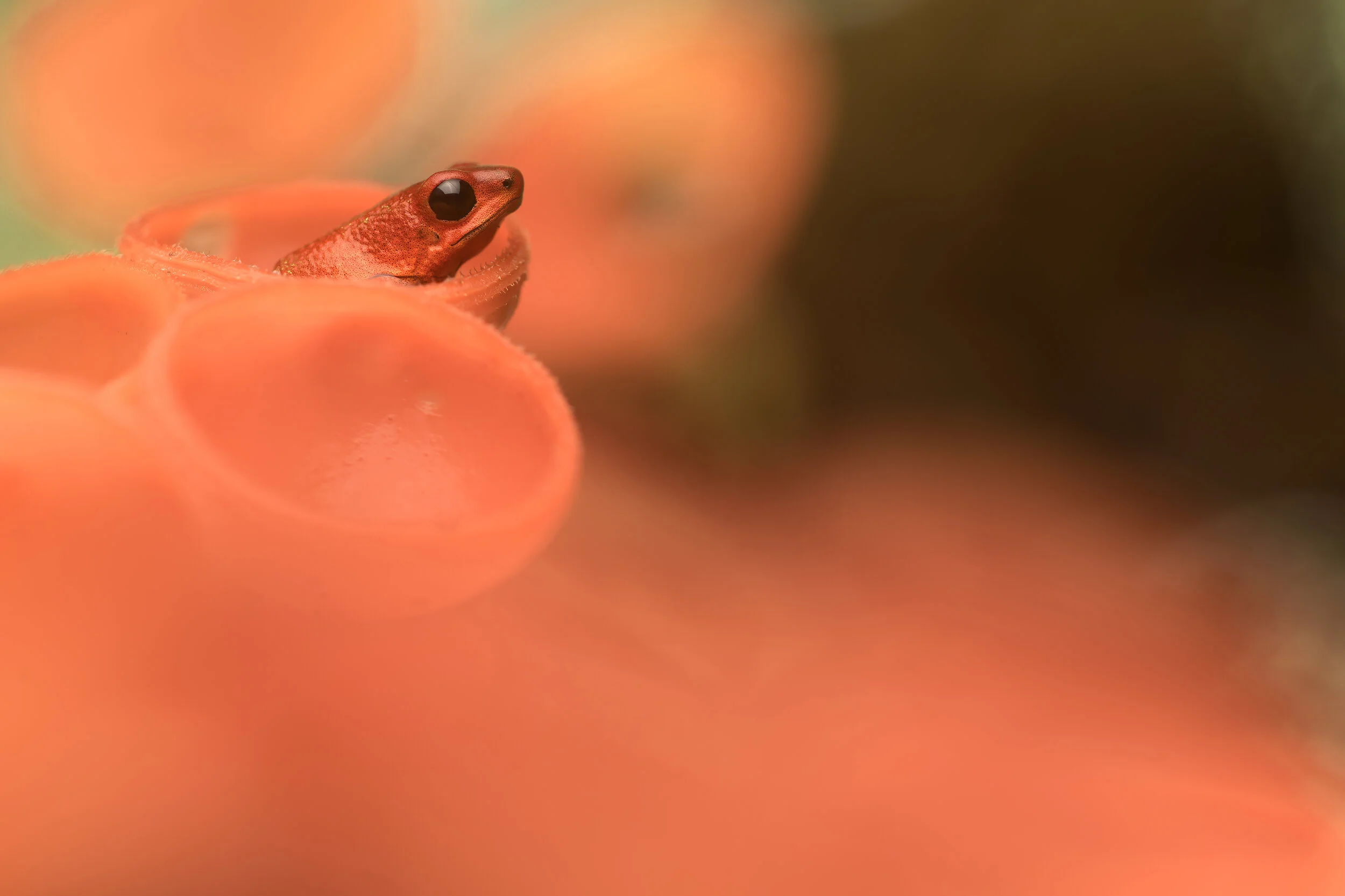 PHOTO TECHNIQUE | One Flash for Nature Photography — Deep Green Photography