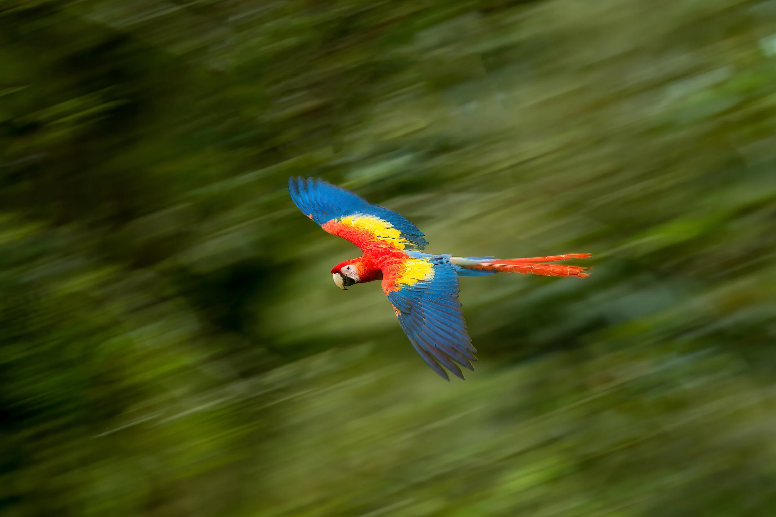 PHOTO TECHNIQUE | One Flash for Nature Photography — Deep Green Photography