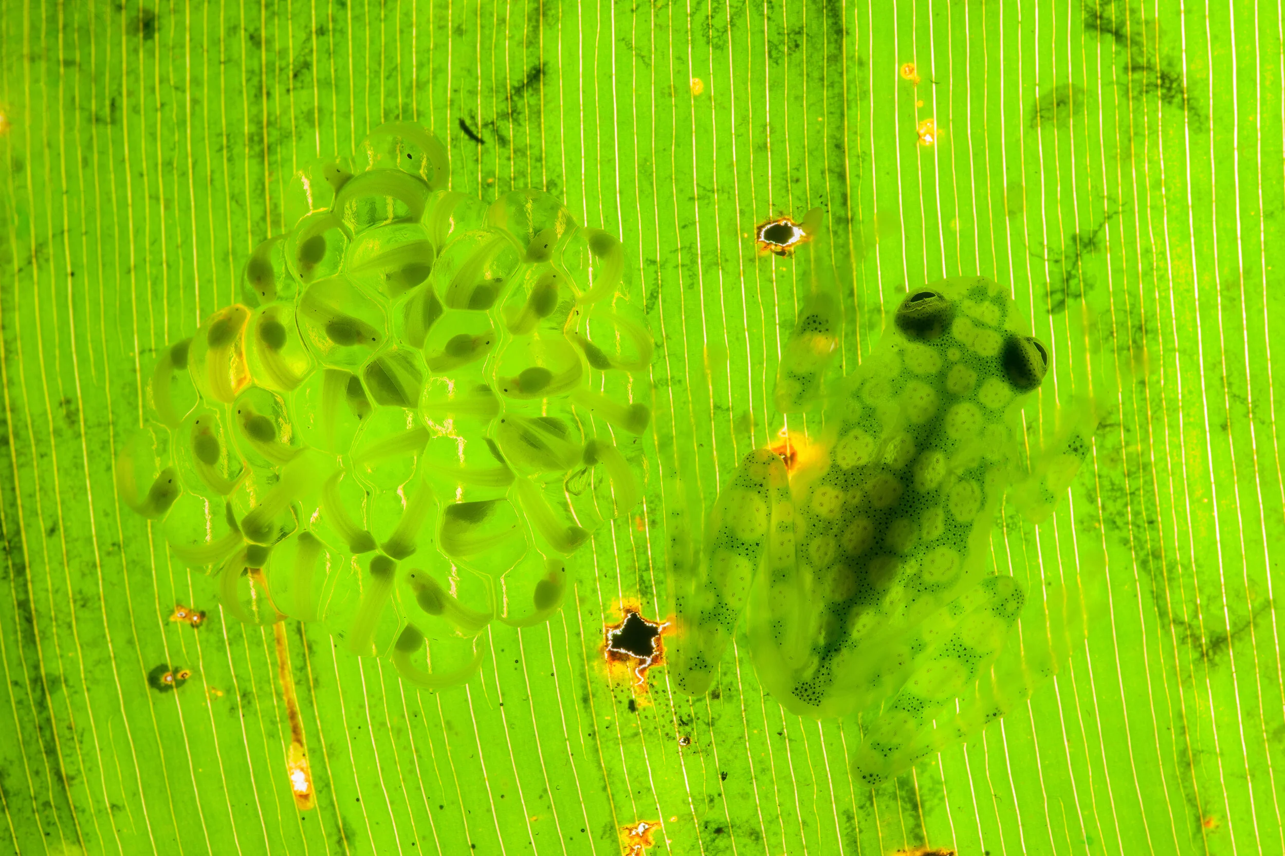 PHOTO TECHNIQUE | One Flash for Nature Photography — Deep Green Photography