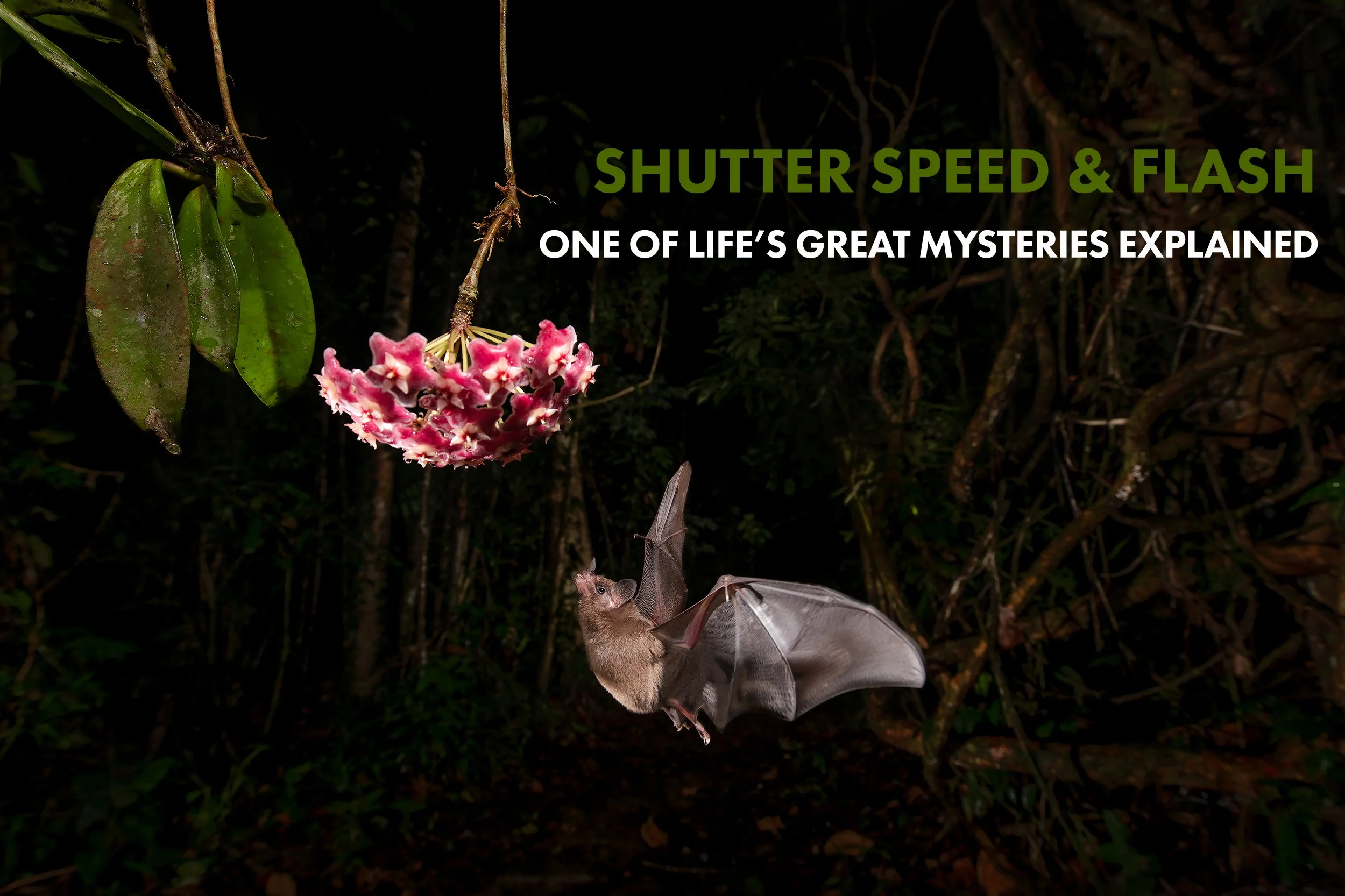 Shutter Speed and Flash – One of Life’s Great Mysteries Explained ...