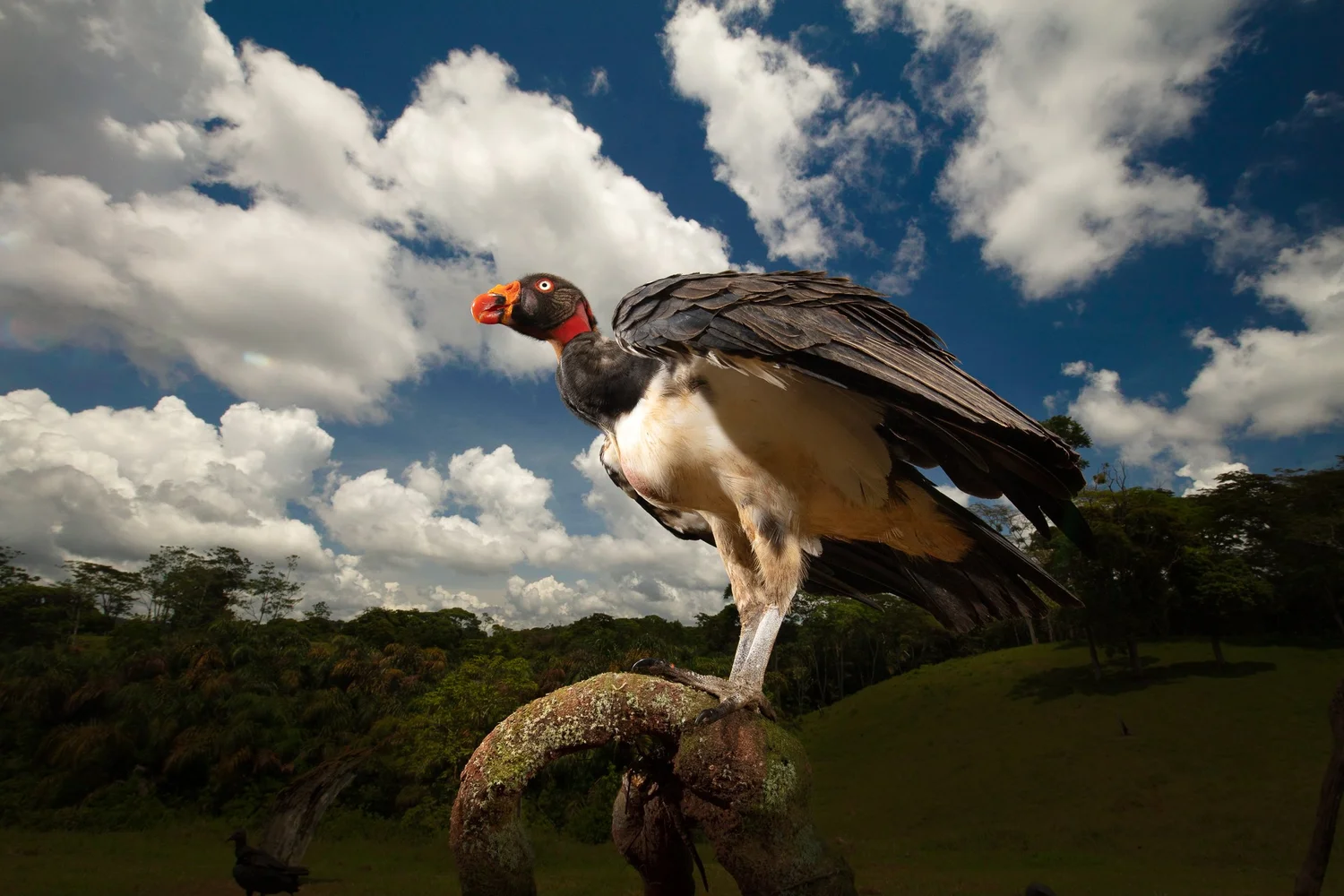 Deep Green Photography