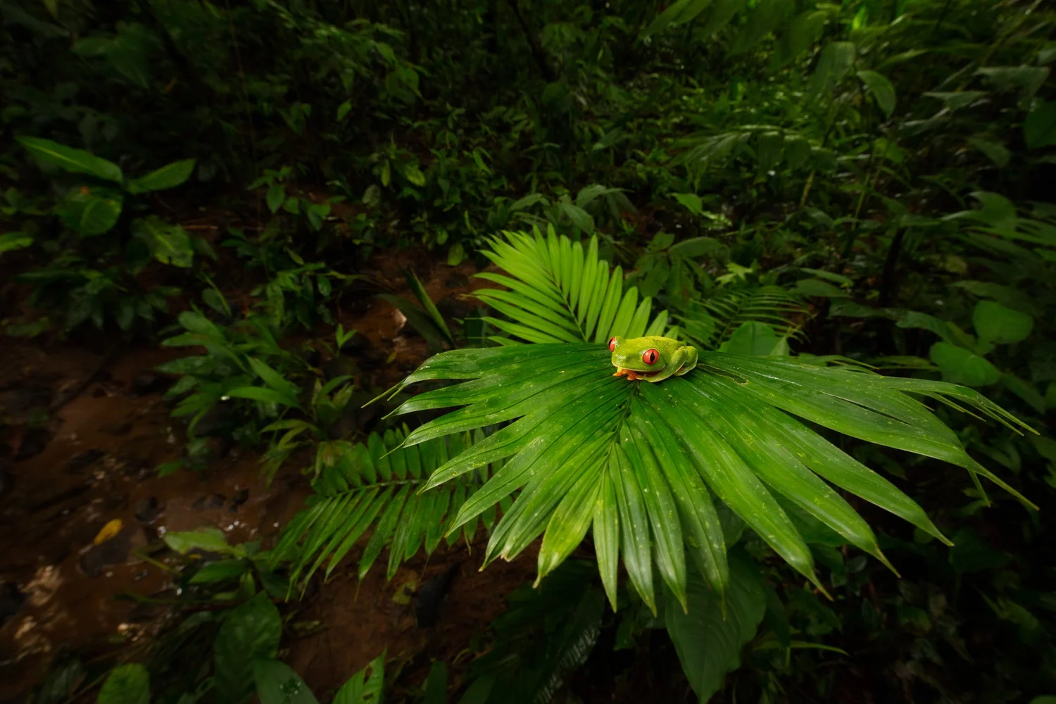 Deep Green Photography