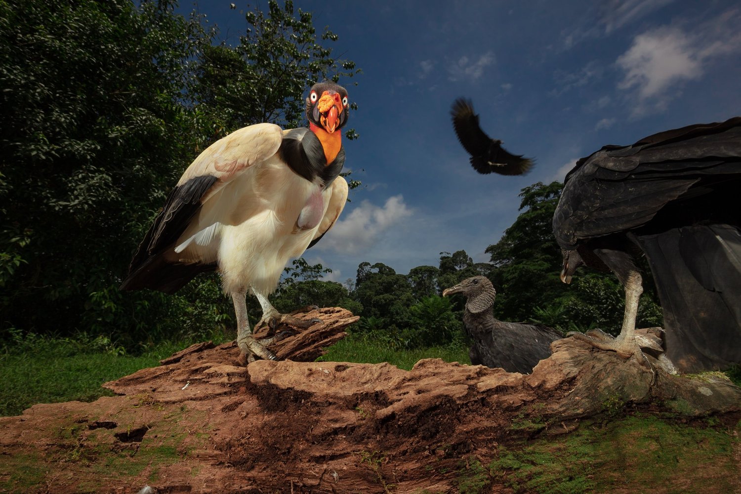 Deep Green Photography