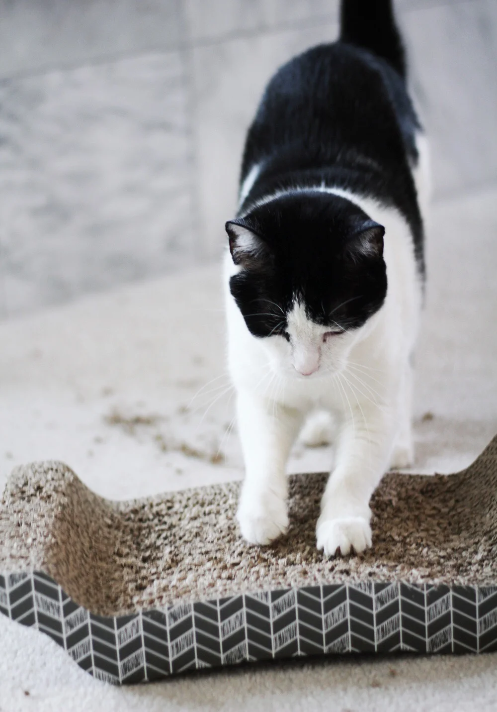 Caturday: The Best Cat Scratchers