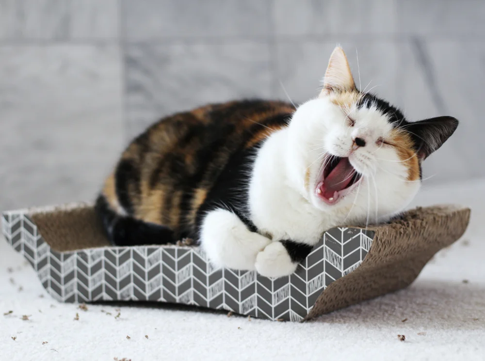 Caturday: The Best Cat Scratchers