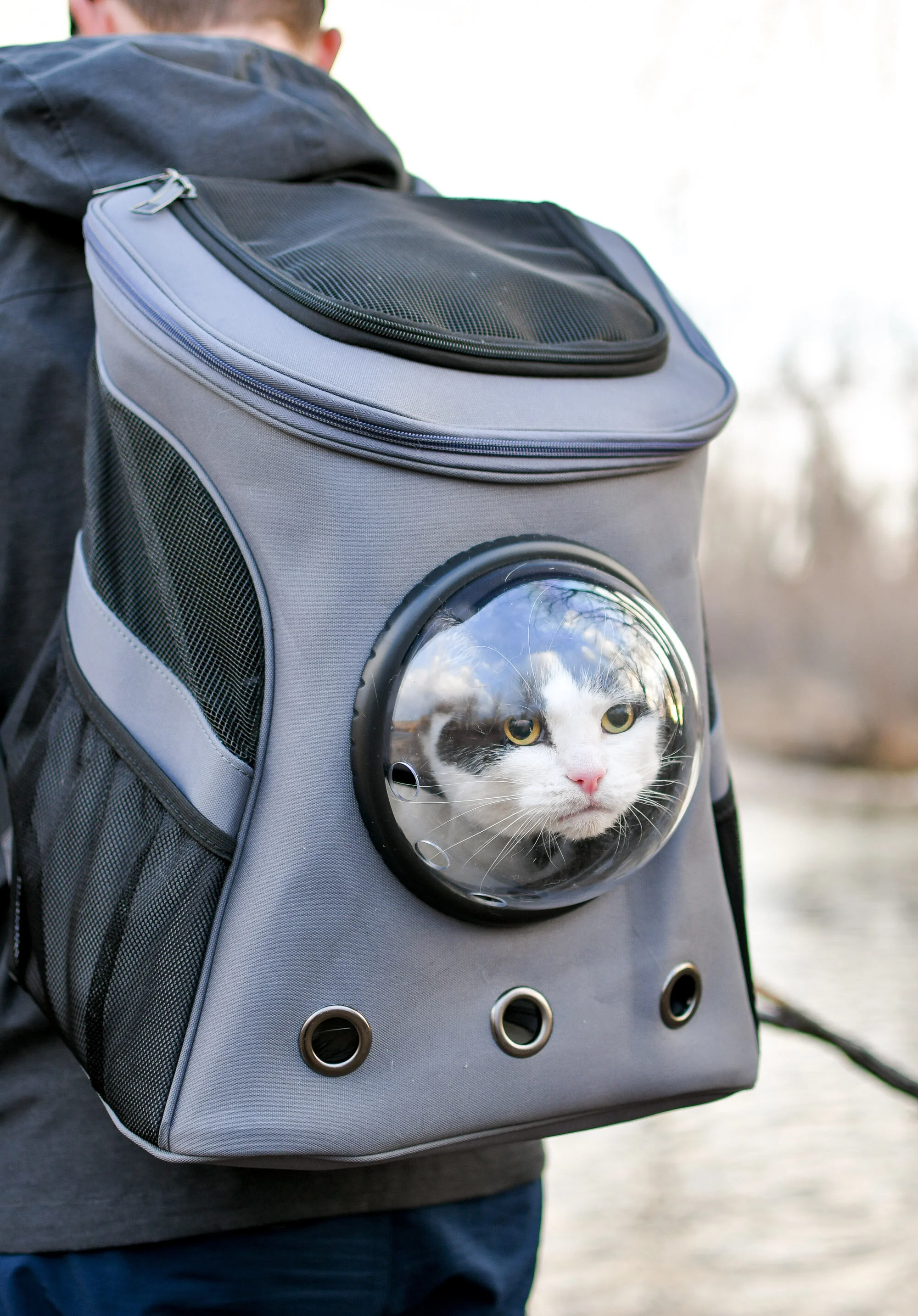 A winter cat walk + cat backpack review — Cotton Cashmere Cat Hair