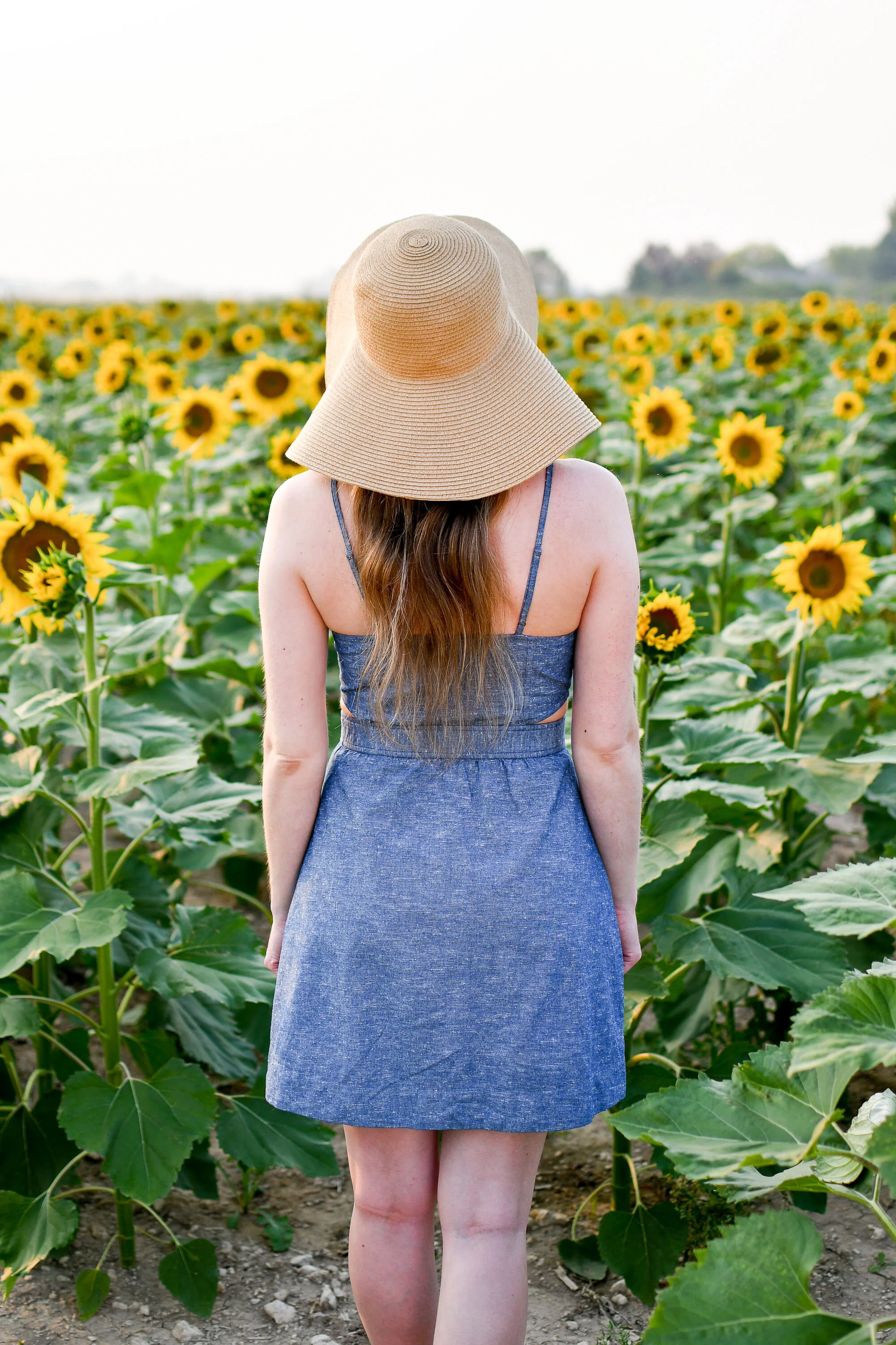 Sunflowers in September at Linder Farms in Meridian, Idaho
