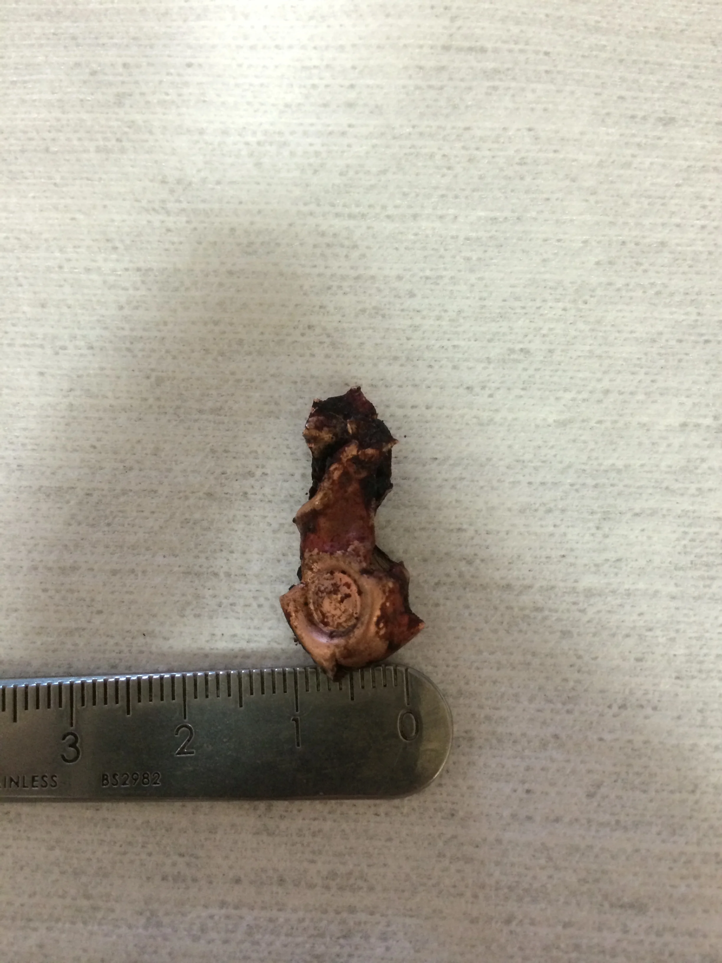 Picking a Rifle for Bear — HUNT BACKCOUNTRY