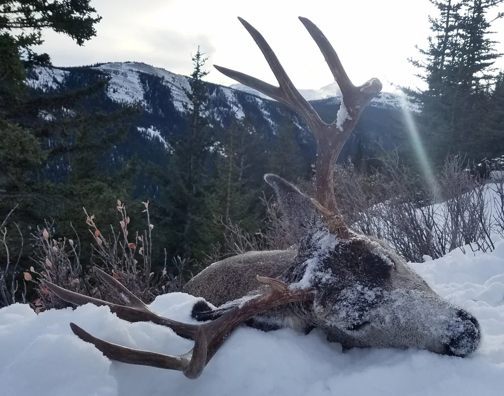 Highcountry Mule Deer — HUNT BACKCOUNTRY