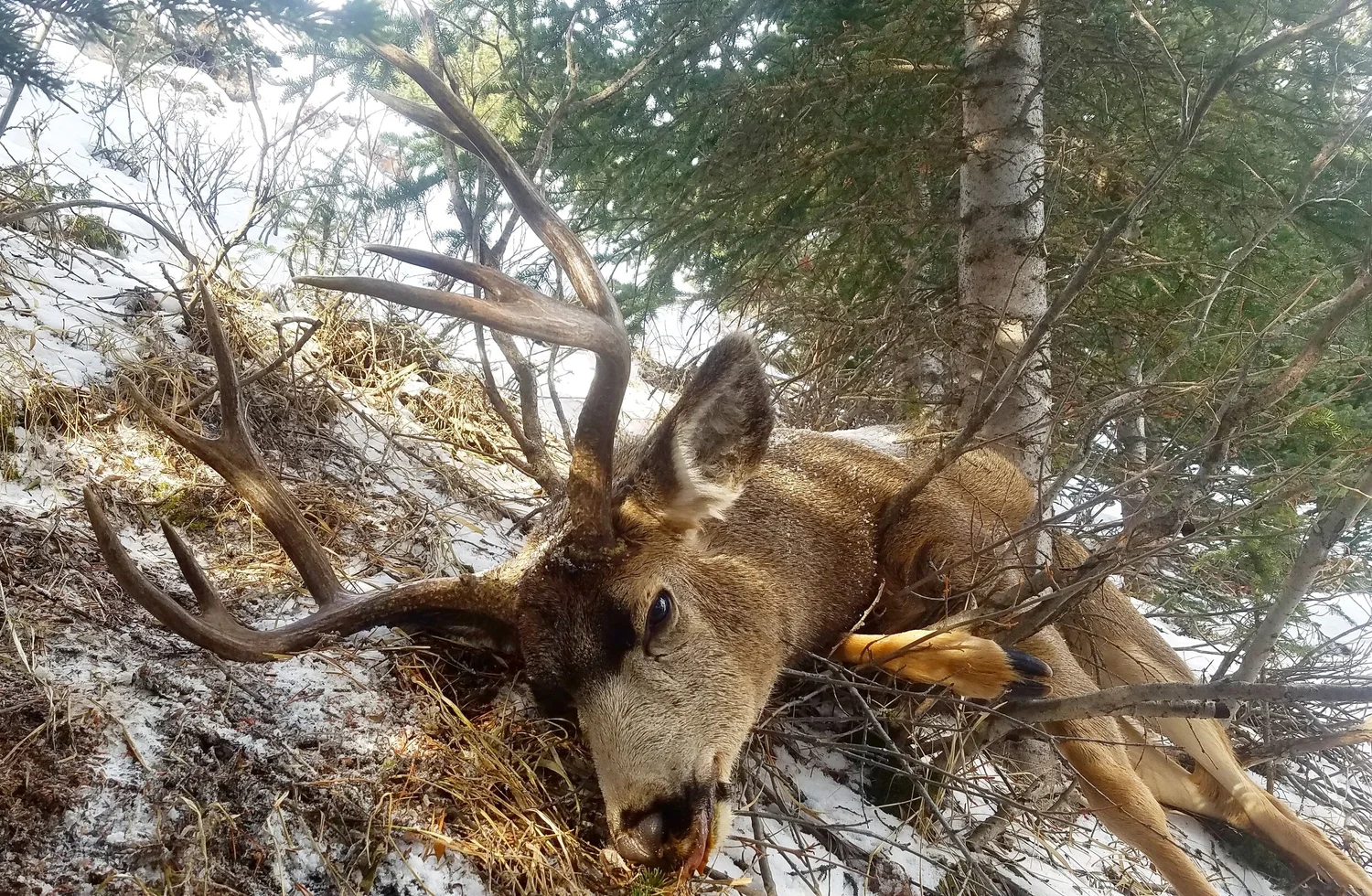 Highcountry Mule Deer — HUNT BACKCOUNTRY