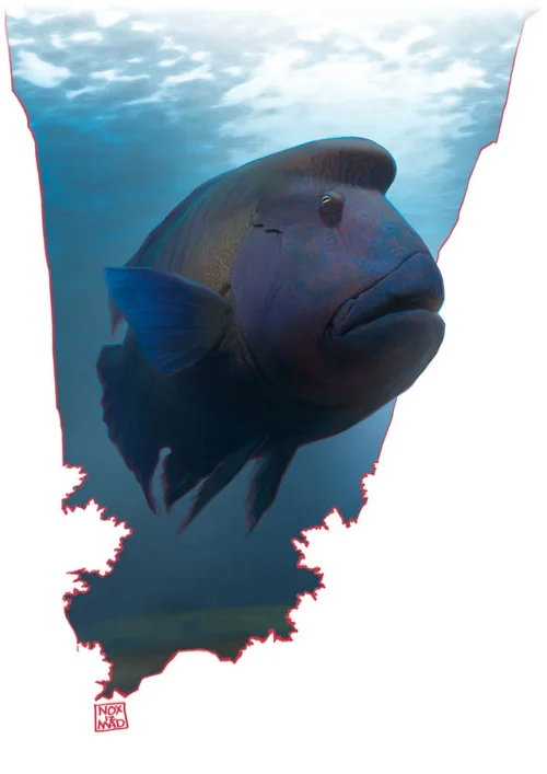 Humphead Wrasse — Expedition Art