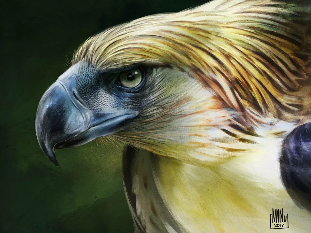 Philippine Eagle — Expedition Art