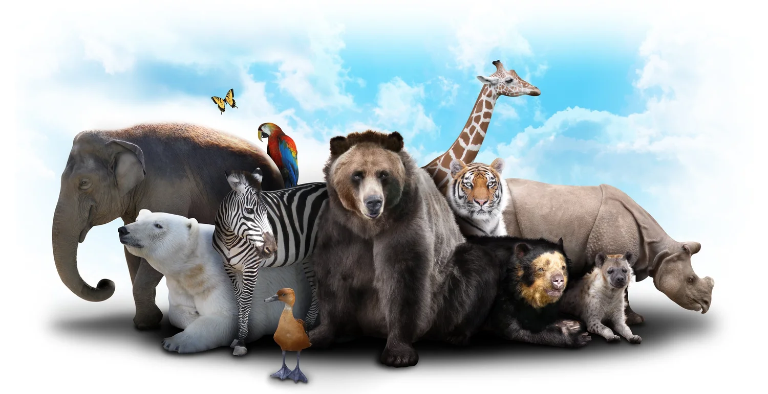 Animals & the Environment: IUCN Classification and Criteria - What is ...