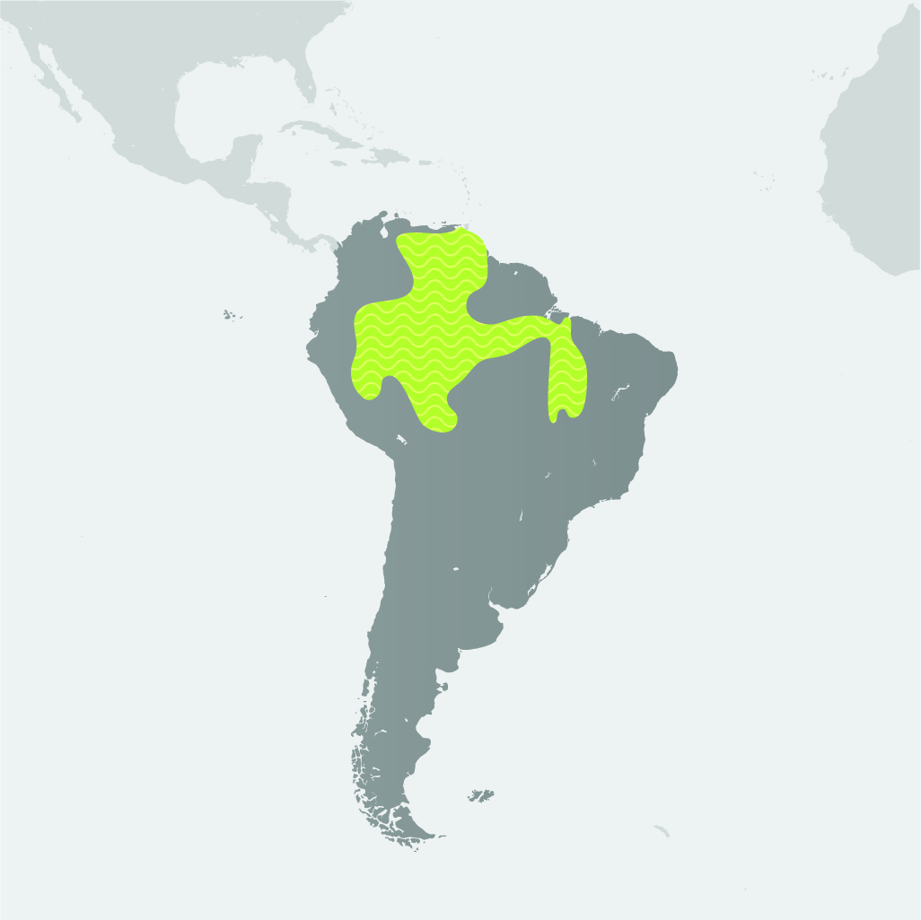 Amazon River Dolphin — Expedition Art