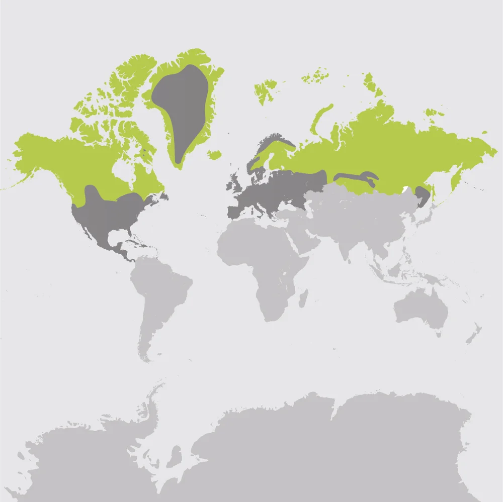 Arctic Wolf — Expedition Art