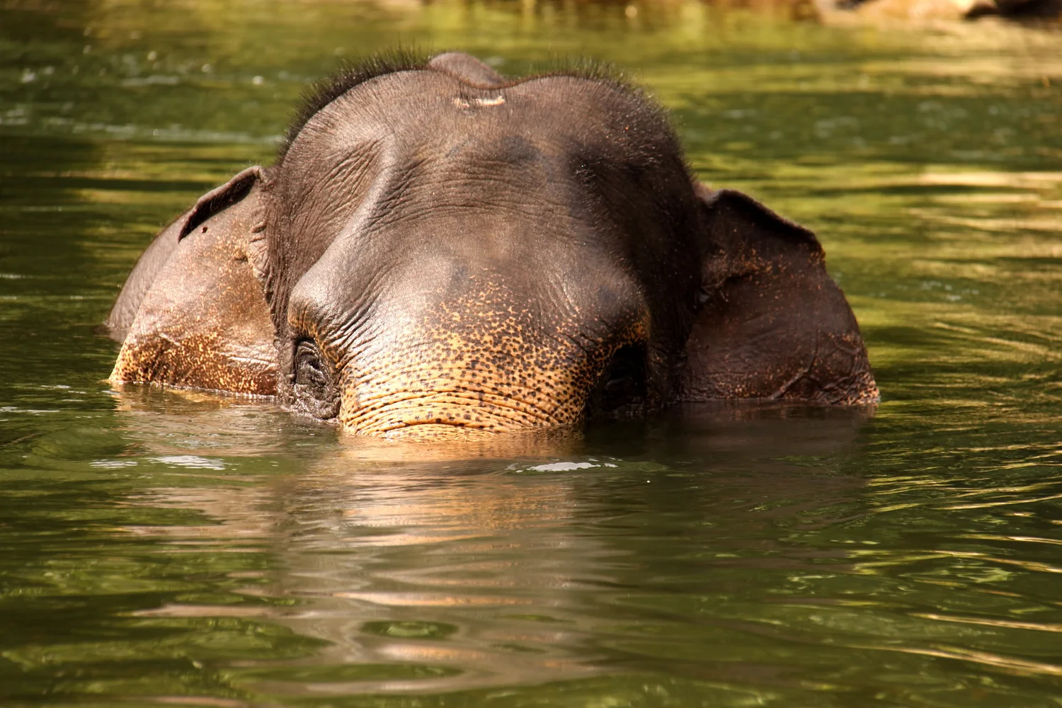 Sumatran Elephant — Expedition Art