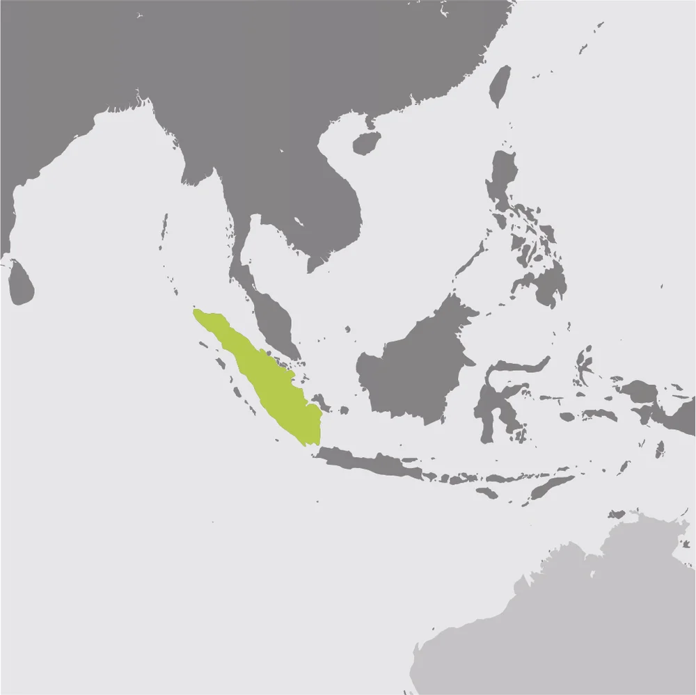 Sumatran Elephant — Expedition Art