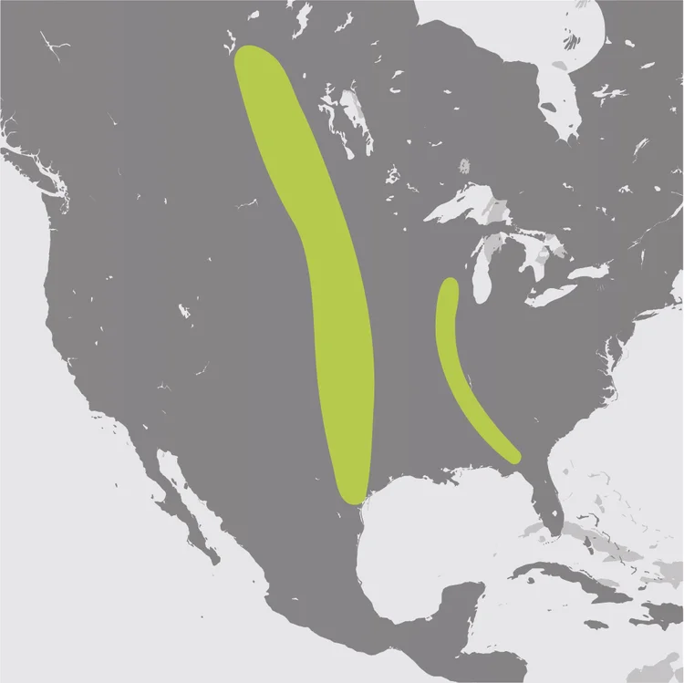 Whooping Crane — Expedition Art