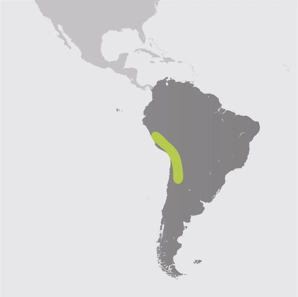 Vicuna — Expedition Art