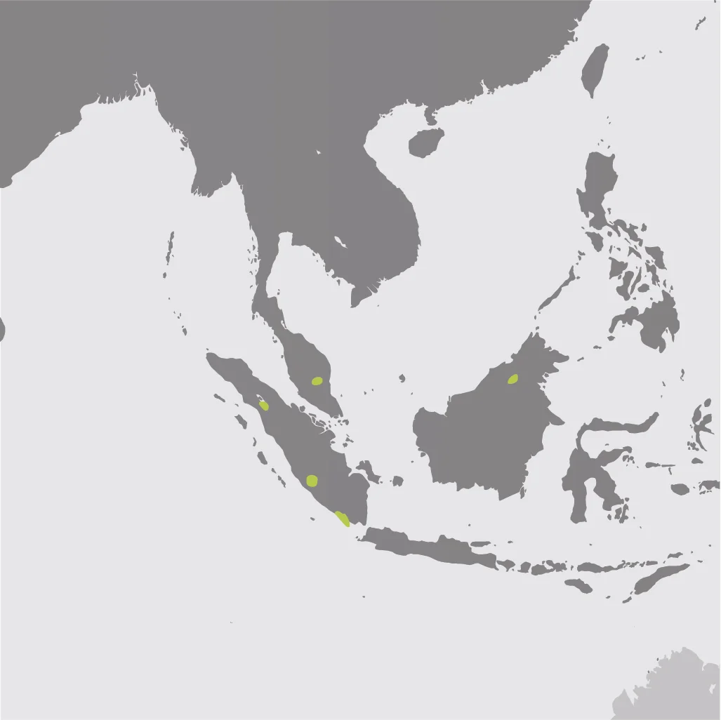 Sumatran Rhino — Expedition Art