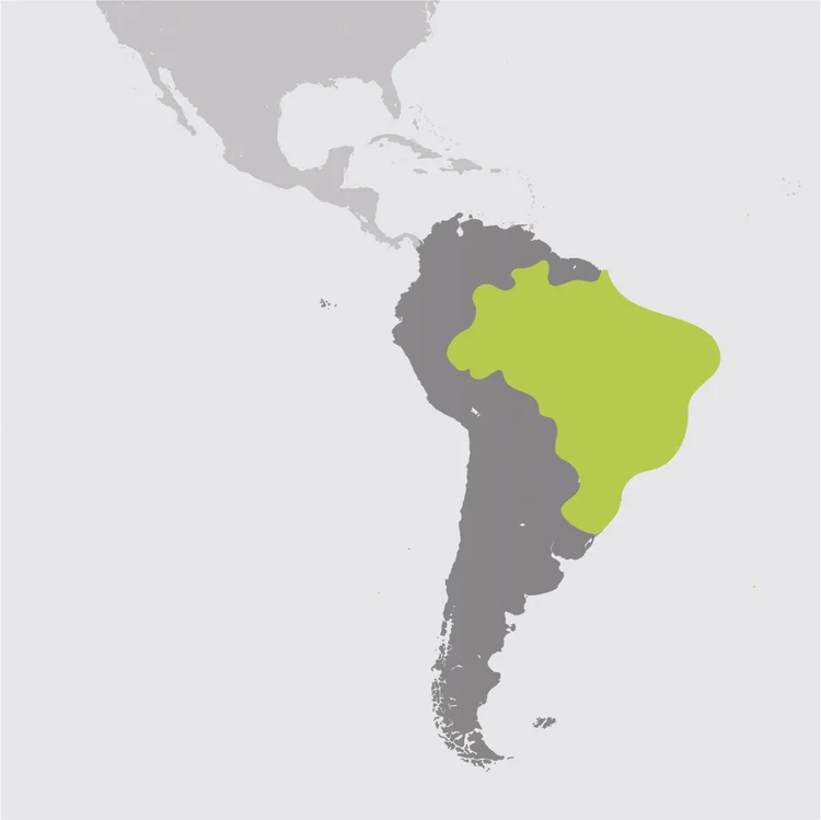 Spix's Macaw — Expedition Art