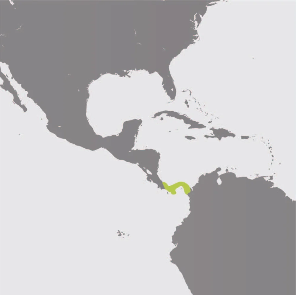 Pygmy Three-Toed Sloth — Expedition Art