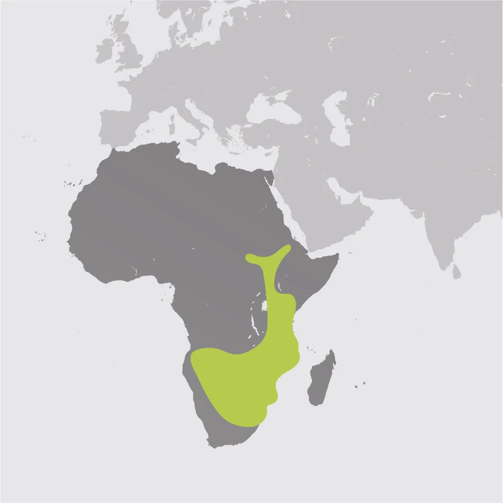 Pangolin — Expedition Art