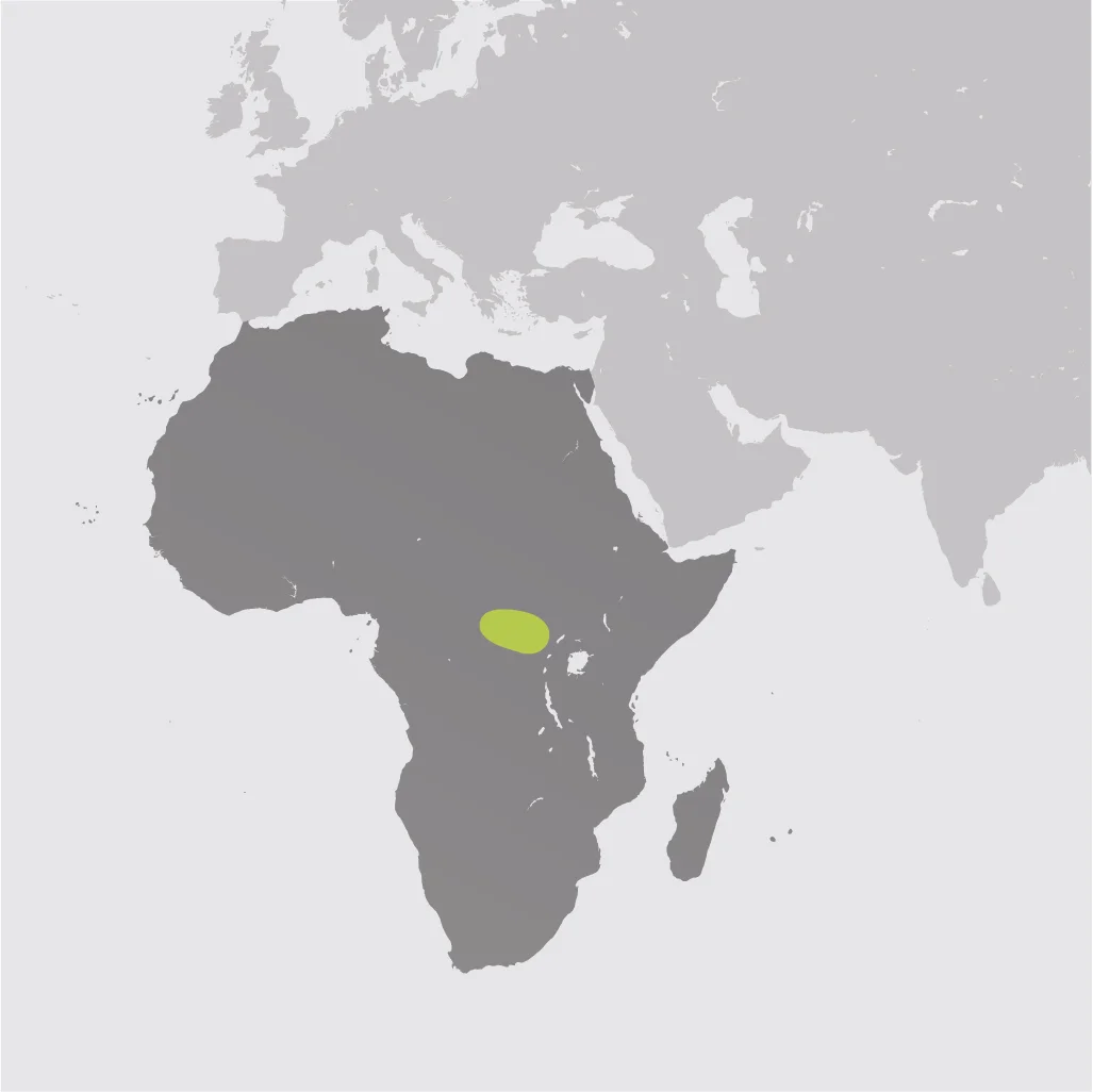 Okapi — Expedition Art