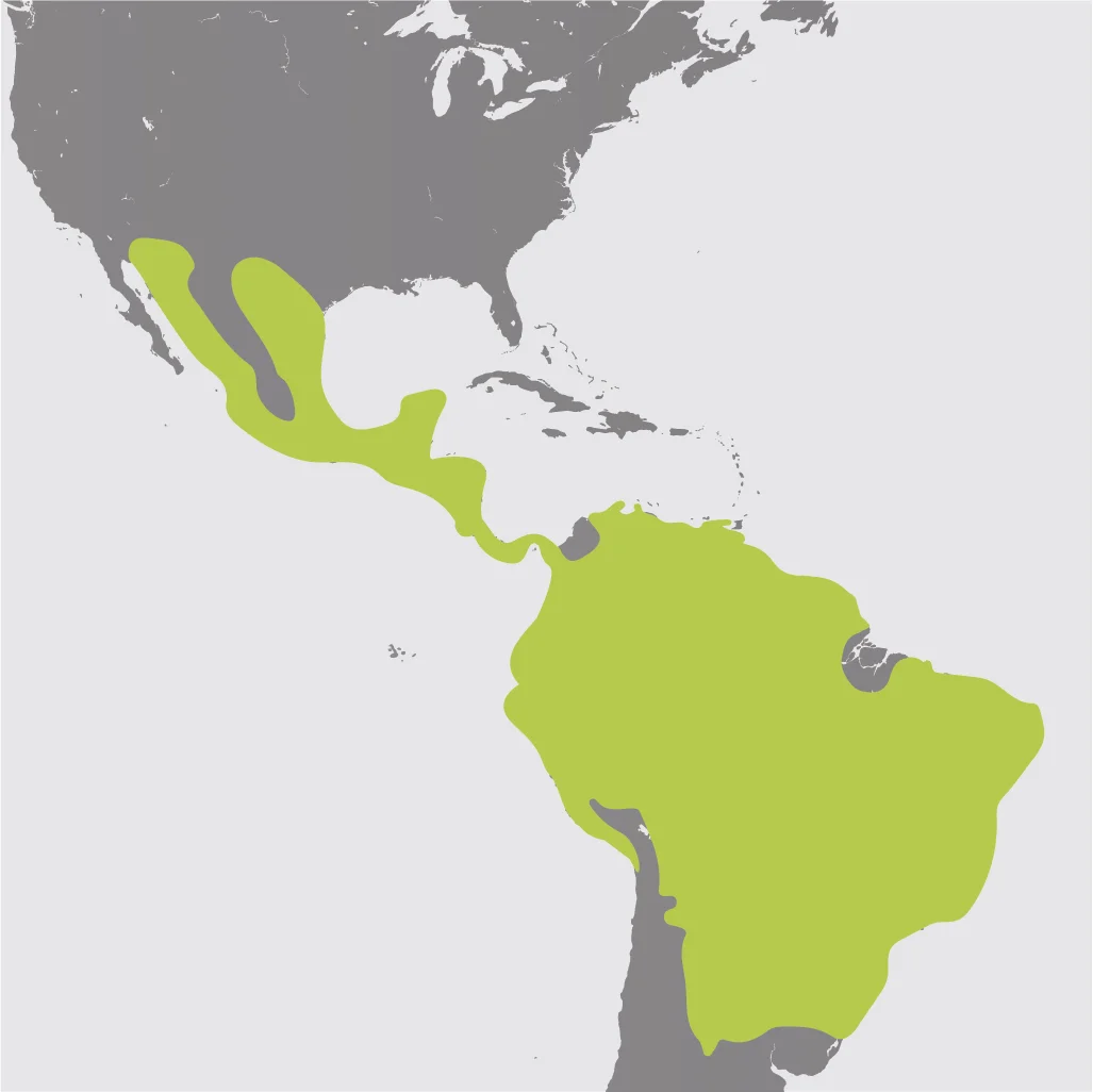 Ocelot — Expedition Art