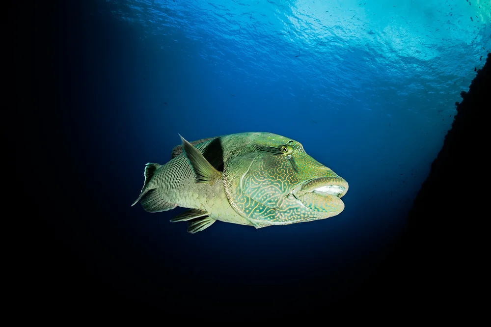 Humphead Wrasse — Expedition Art