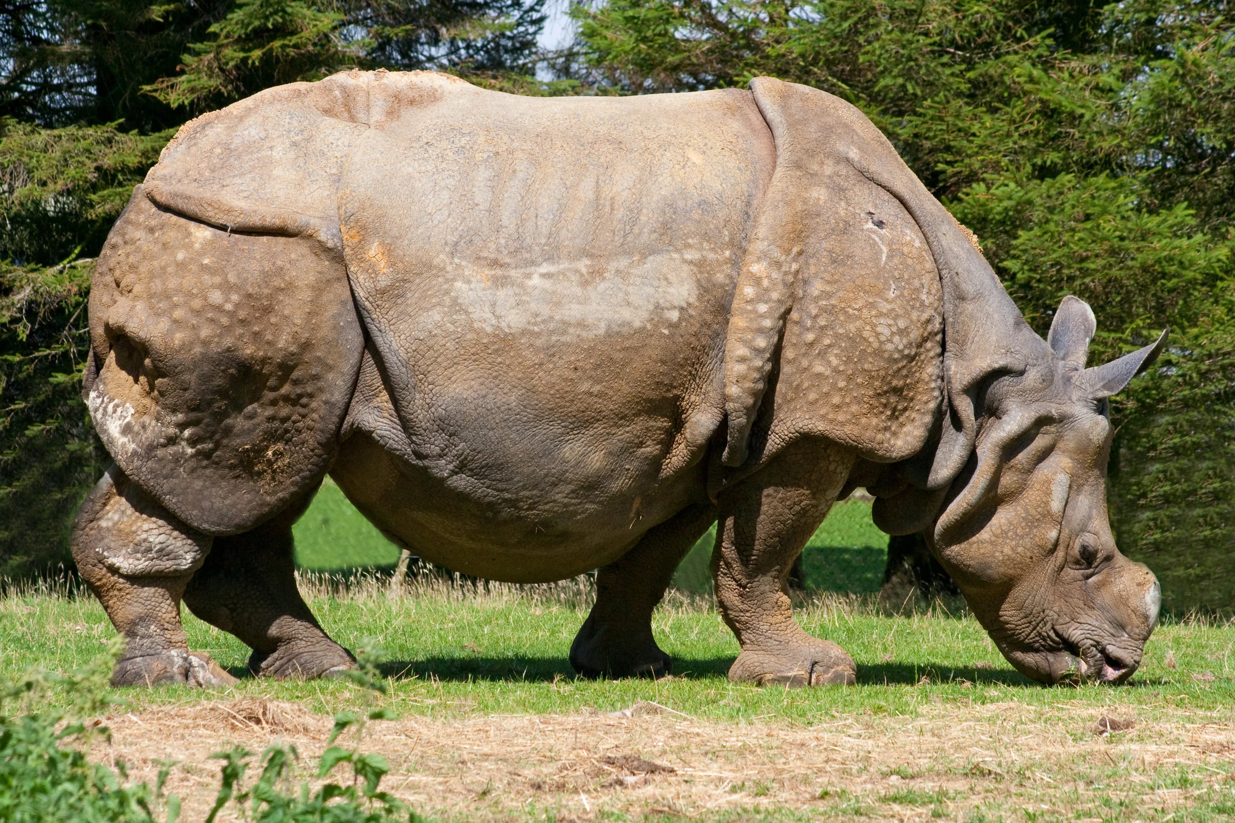 Great Indian Rhino — Expedition Art
