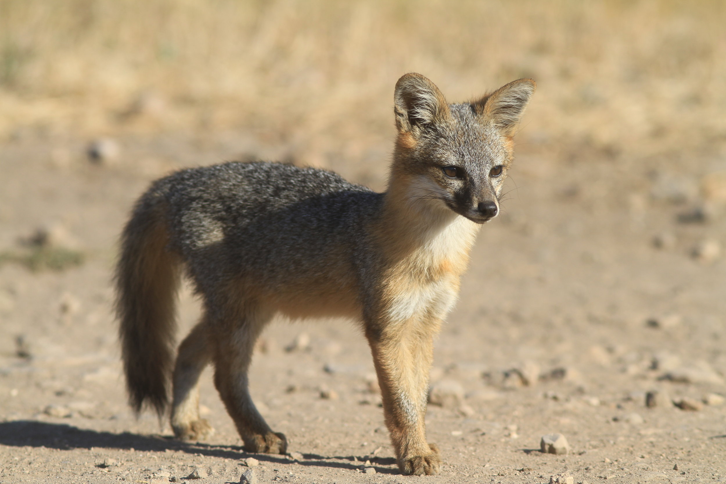 Channel Island Fox — Expedition Art