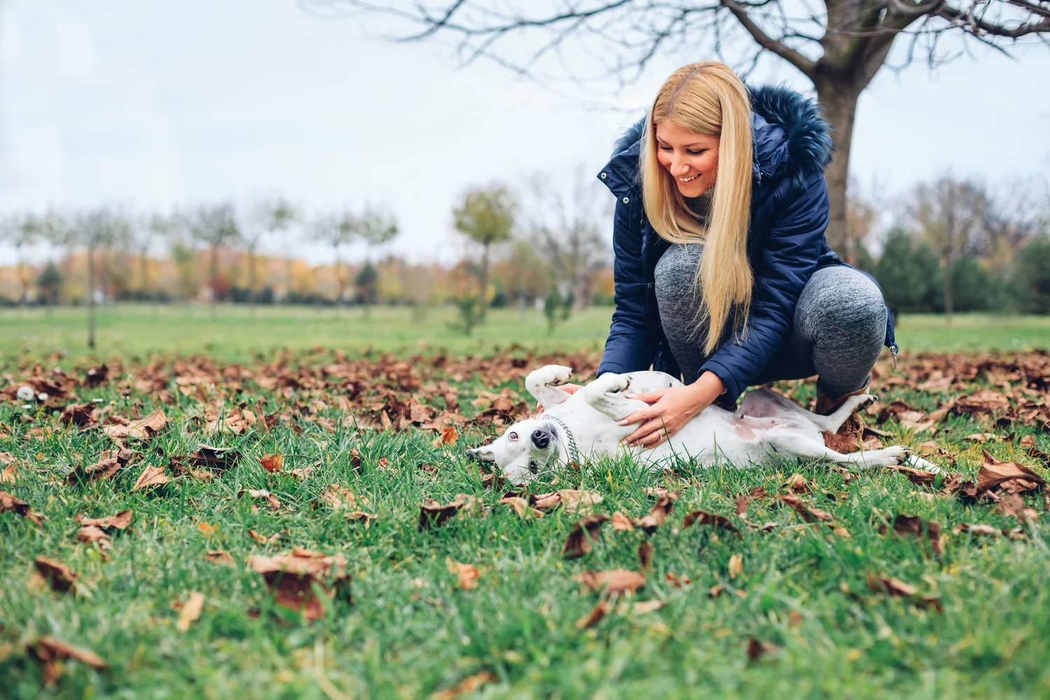Rewards and their value to your dog or cat - Landmark Behaviour Inc.