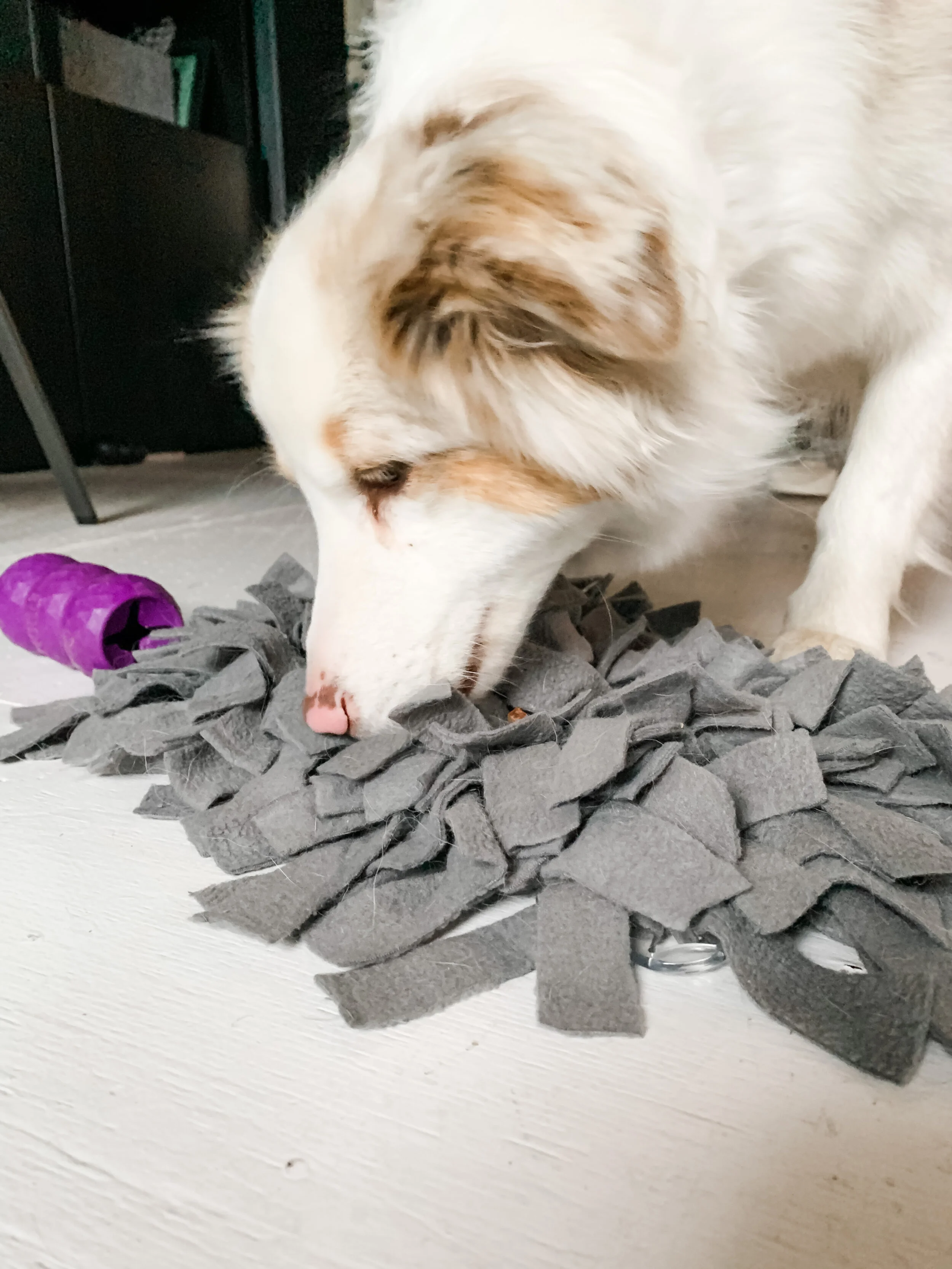Mental stimulation ideas for your dog and cat - Landmark Behaviour Inc.