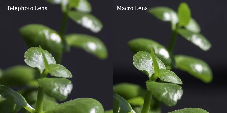 Can you use a telephoto lens for macro photography? — Nathan G. Photos