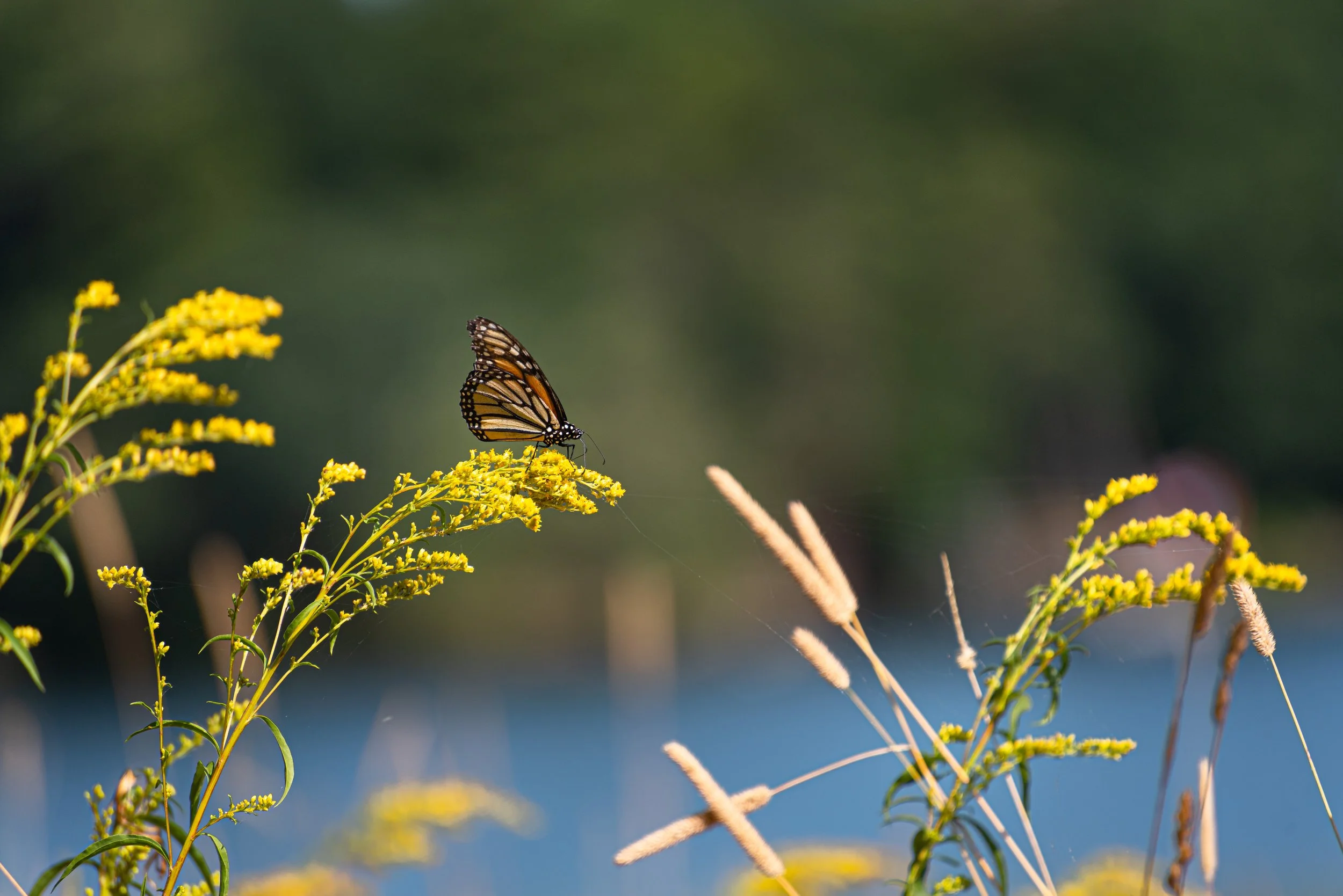 Spring Photography Tips and Ideas — Nathan G. Photos