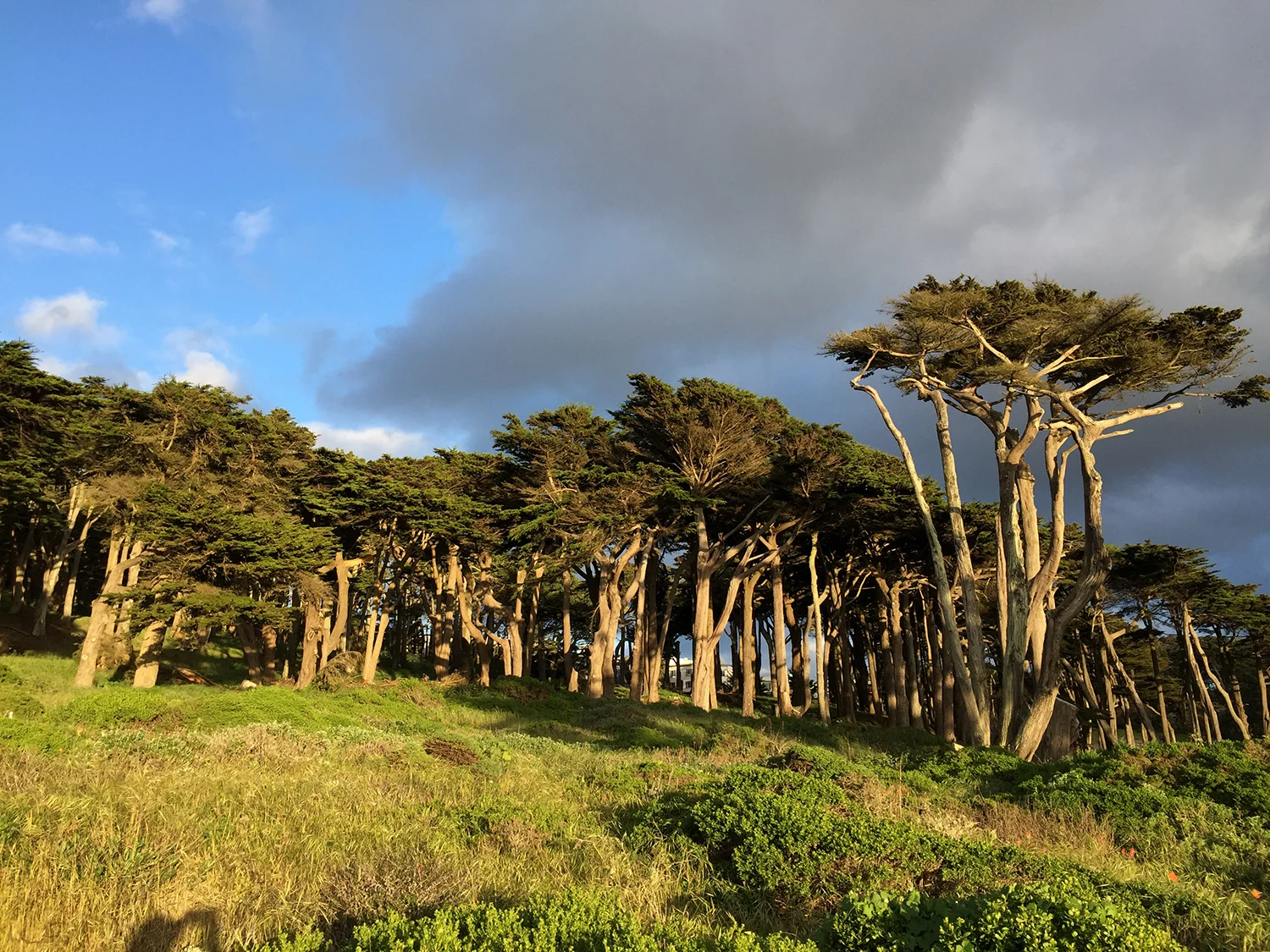 Copse - emsekflol.com