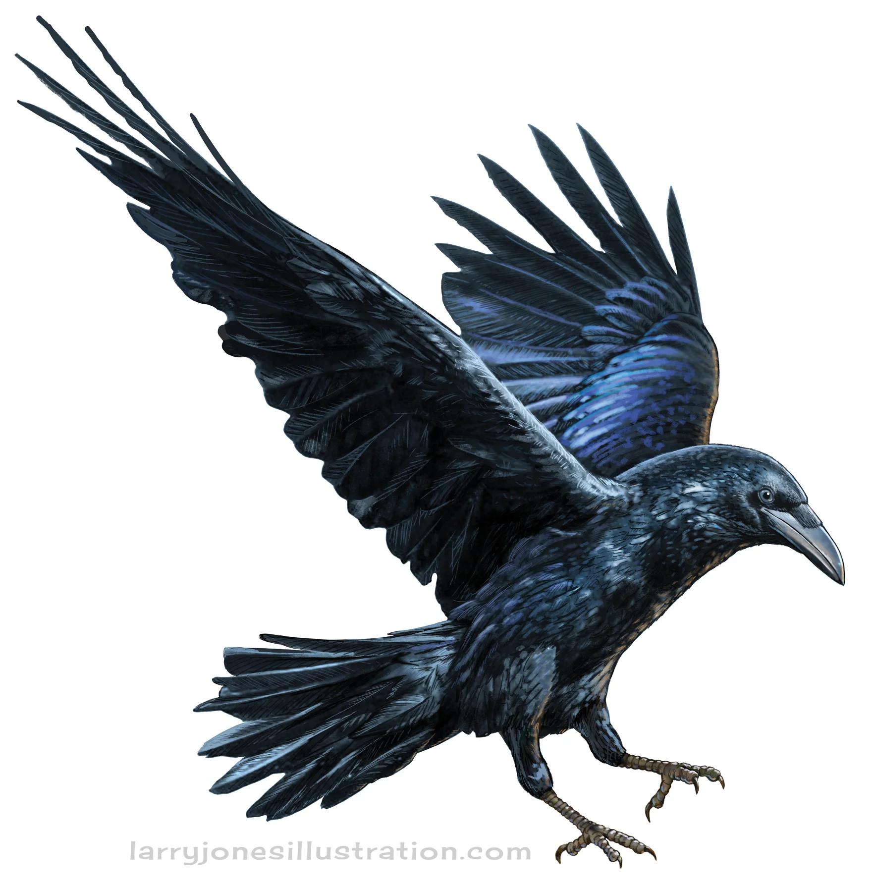 Raven Scientific Illustration