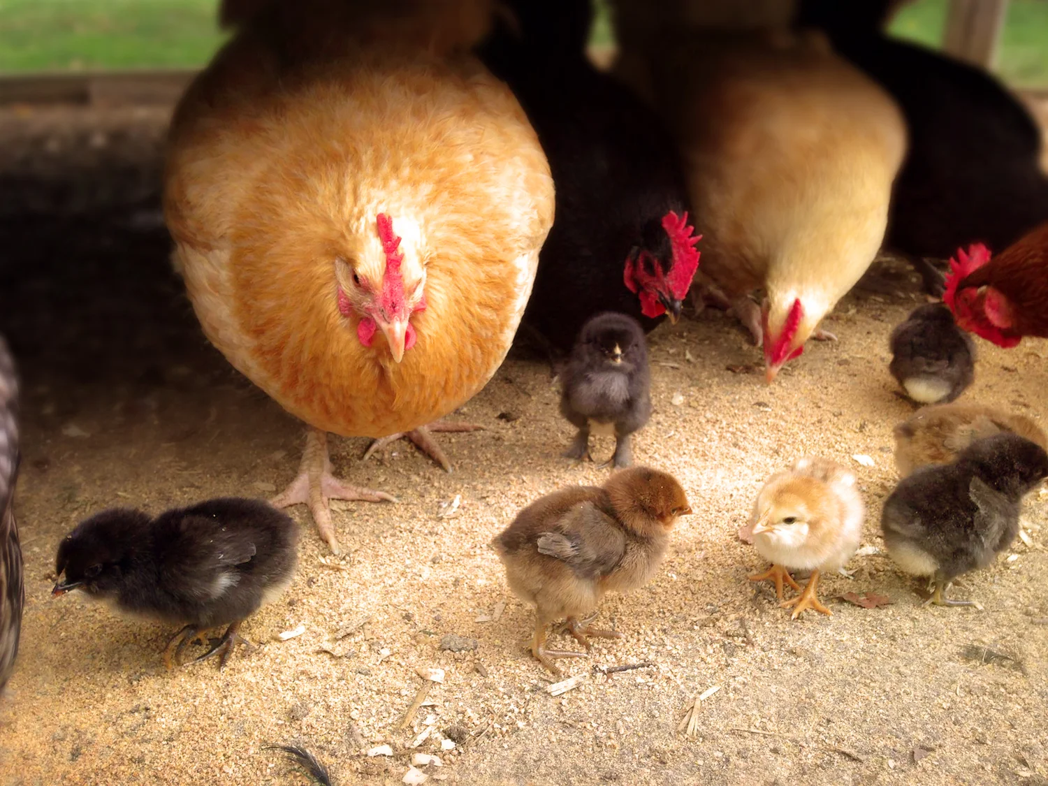About The Farm — Herricks Herbs & Heirlooms
