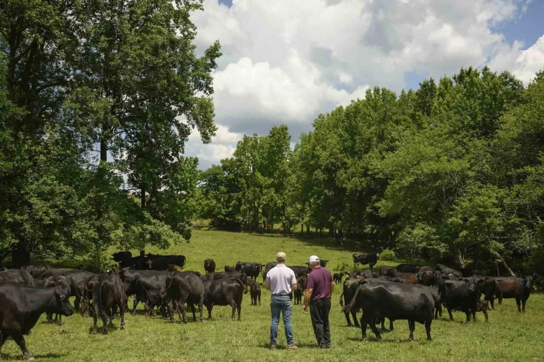 The future of USDA beef processing