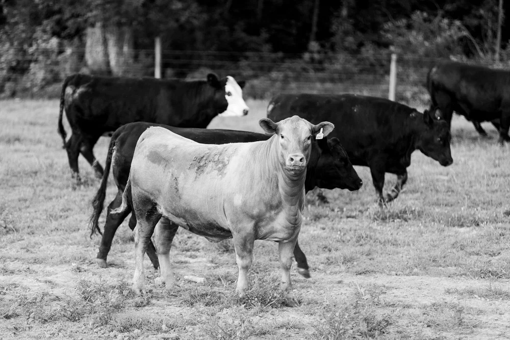 Seven Hills - The Nation's Finest Beef Processor