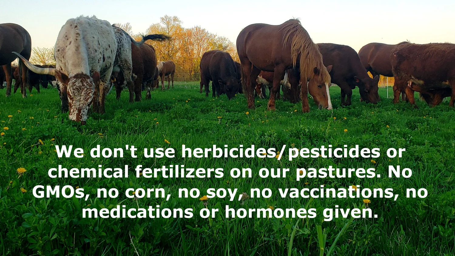 Pasture Farmer - Pastured Beef, Pork and Lamb