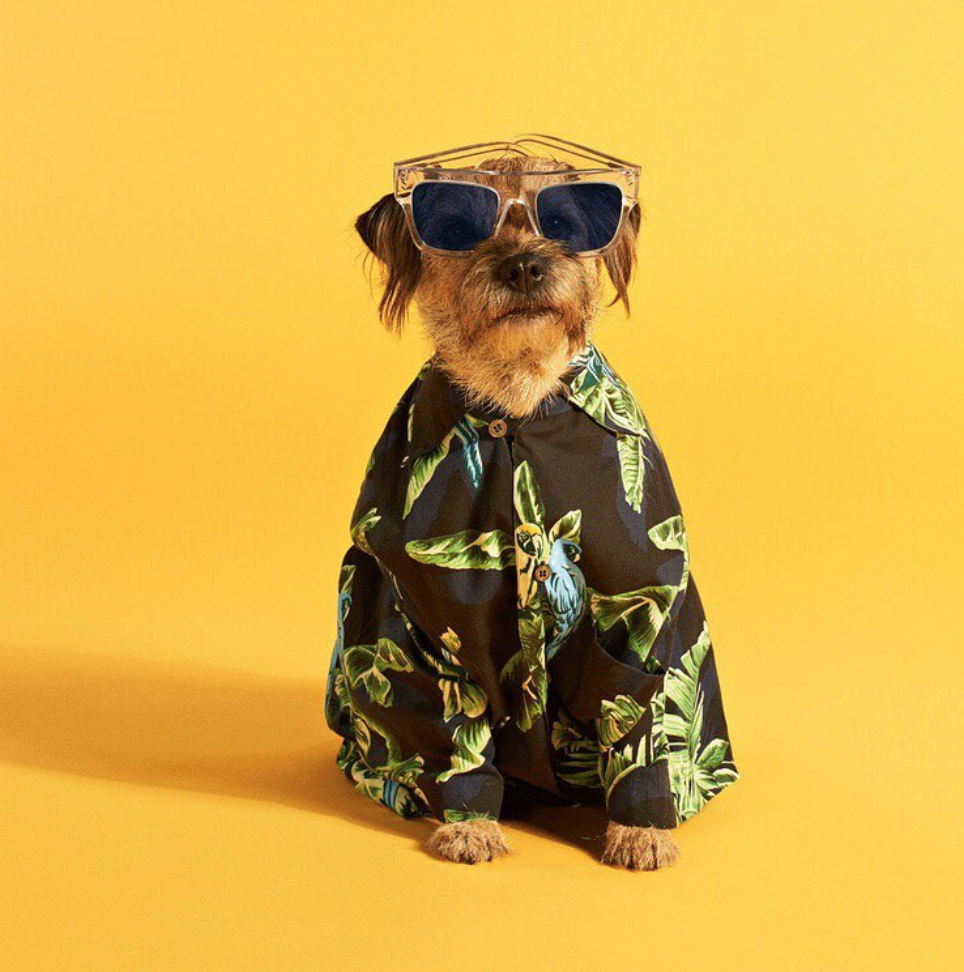Así celebra la moda el año del perro — PAM | Allier