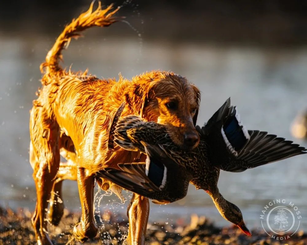 Guided Waterfowl Hunts | Mississippi Delta — Coldwater Duck Co