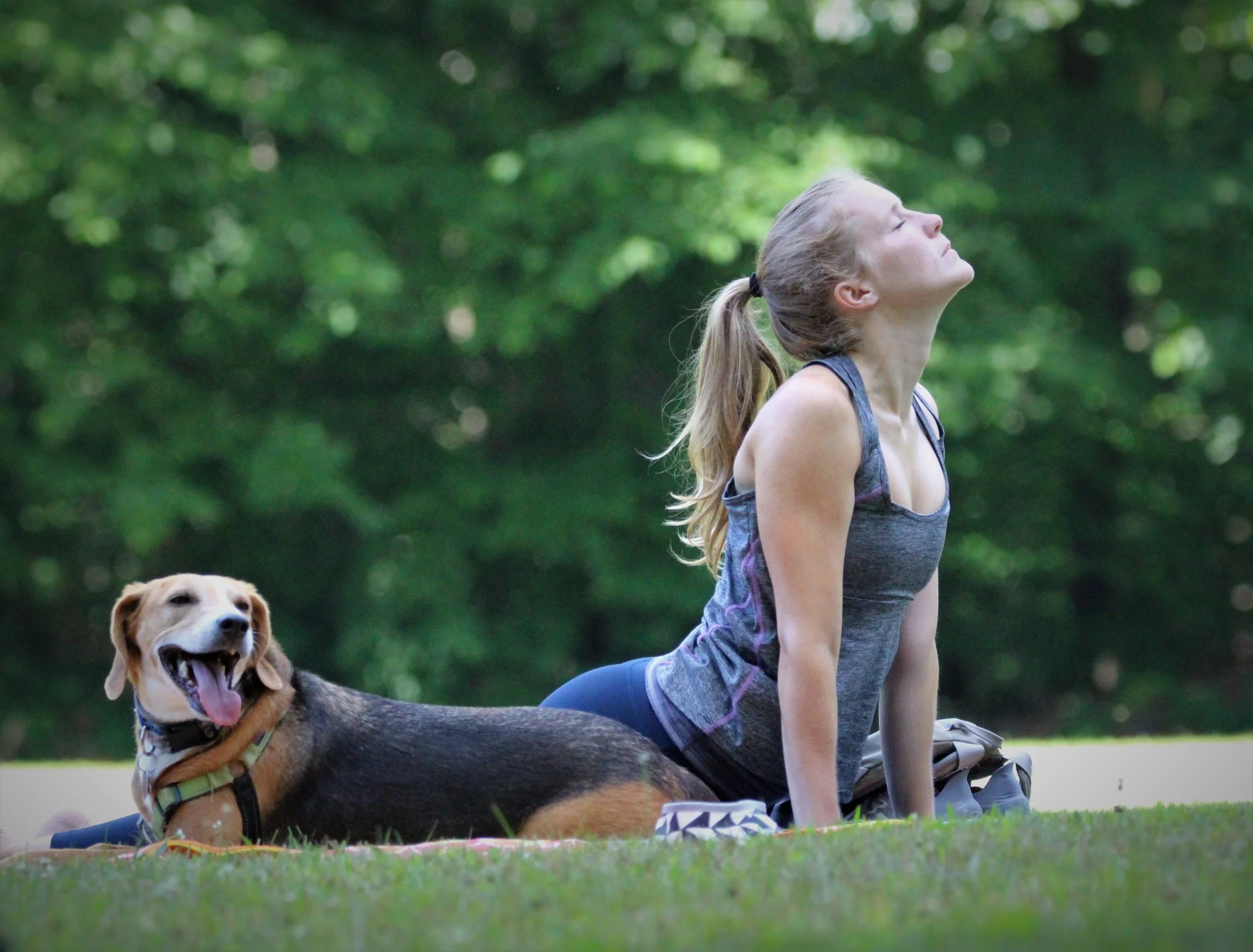 What is TAO® DOG YOGA? — TAO DOG® Wellness