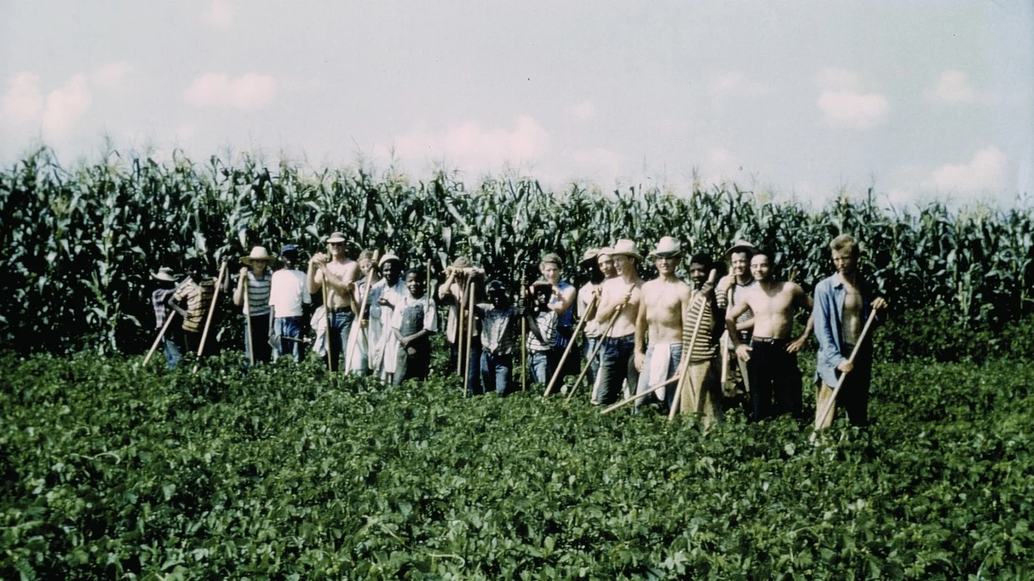 Briars in the Cotton Patch