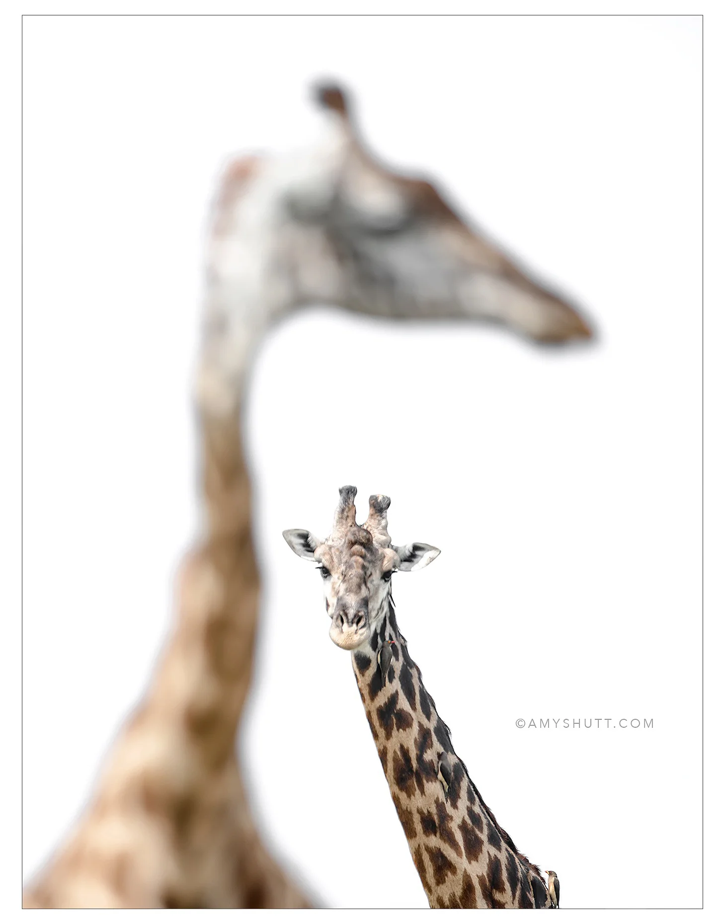 Amy Shutt Photo Amy Shutt Photography