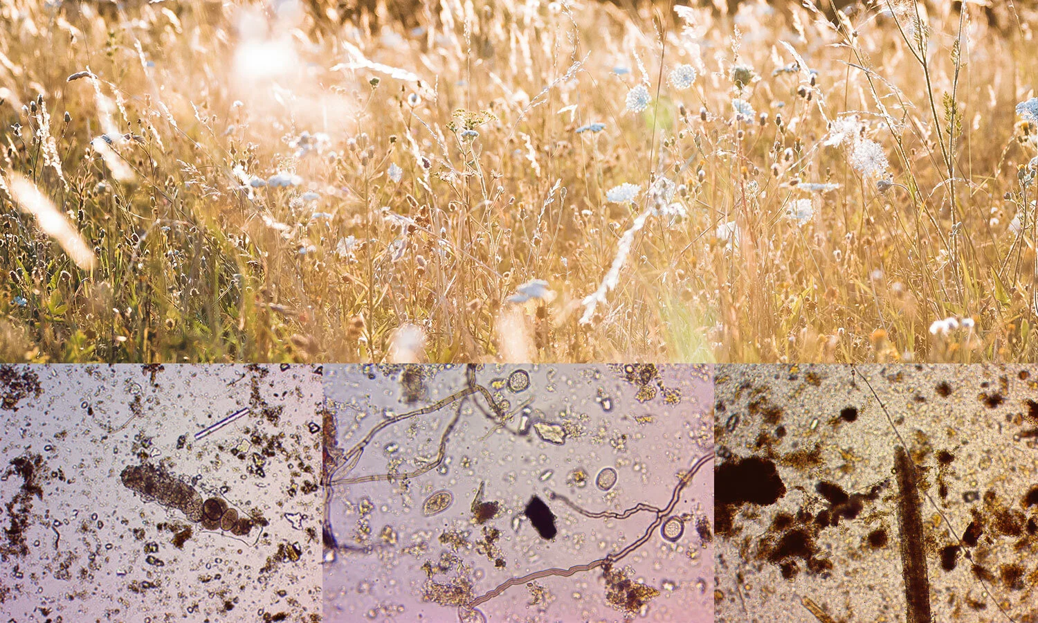 Biological Soil Analysis — RootShoot